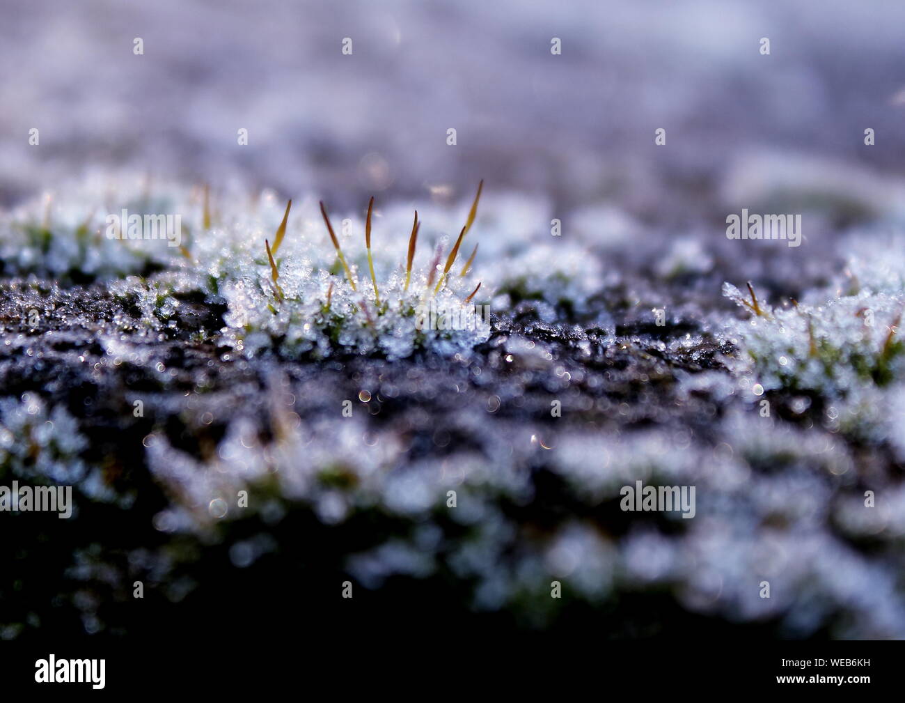 Plant with moss hi-res stock photography and images - Alamy