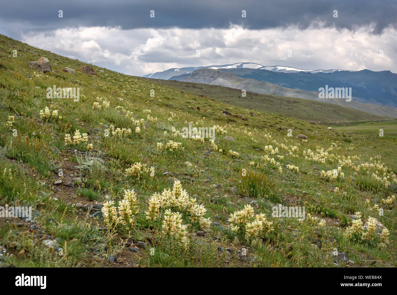 Beautiful light yellow fluffy flowers Panzeria lanata (Ballota lanata ...