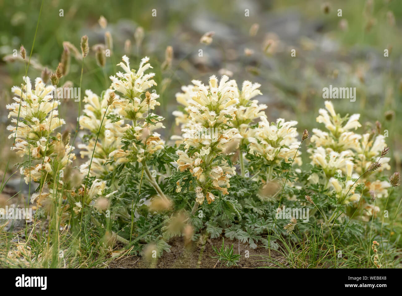 Beautiful light yellow fluffy flowers Panzeria lanata (Ballota lanata ...