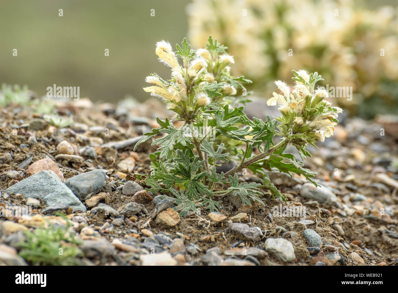 Panzerina hi-res stock photography and images - Alamy