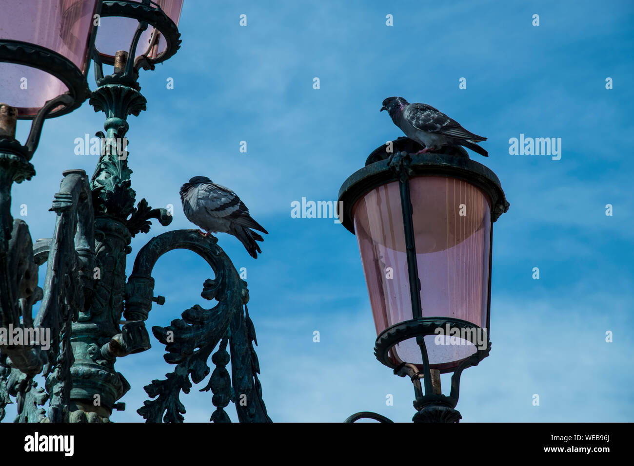 Pigeons street light animal wildlife hi-res stock photography and ...