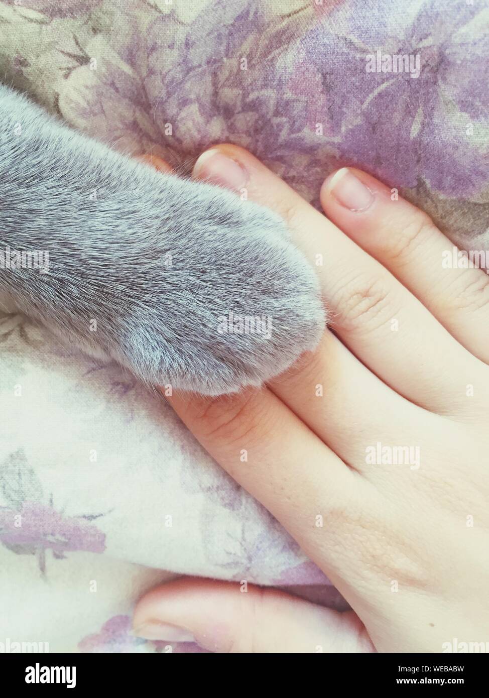 Hand paw hi-res stock photography and images - Alamy