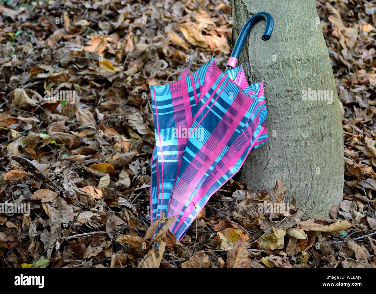 Colorful closed umbrella on fallen leaves leaning against a tree Stock ...