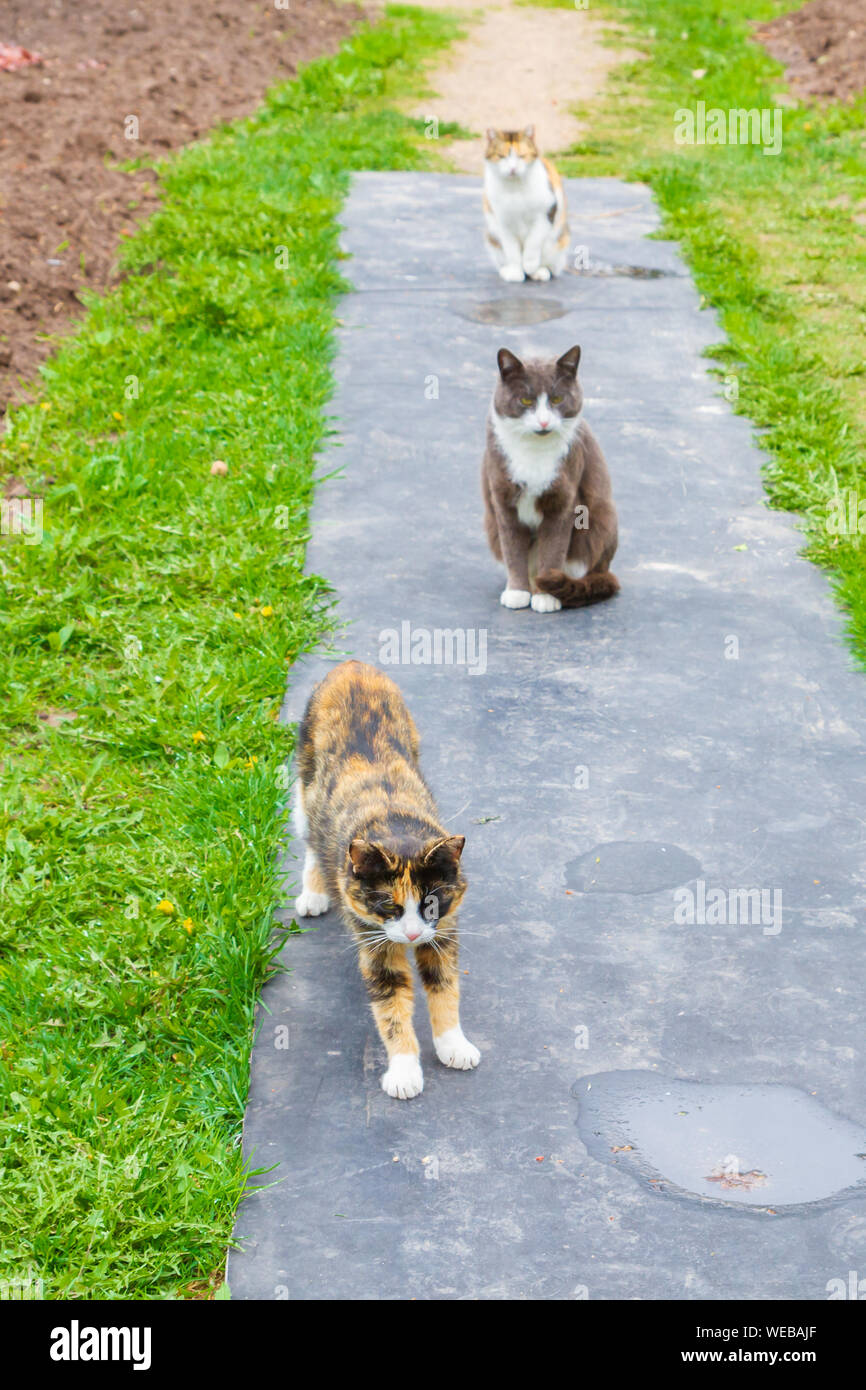 Three domestic cats walk on the street in early spring Stock Photo - Alamy
