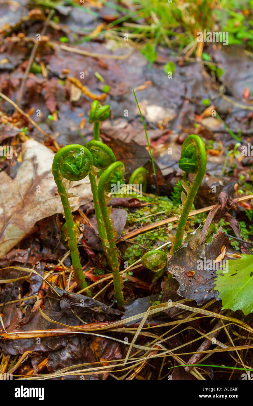 Fern begins to grow in the forest in early spring Stock Photo - Alamy