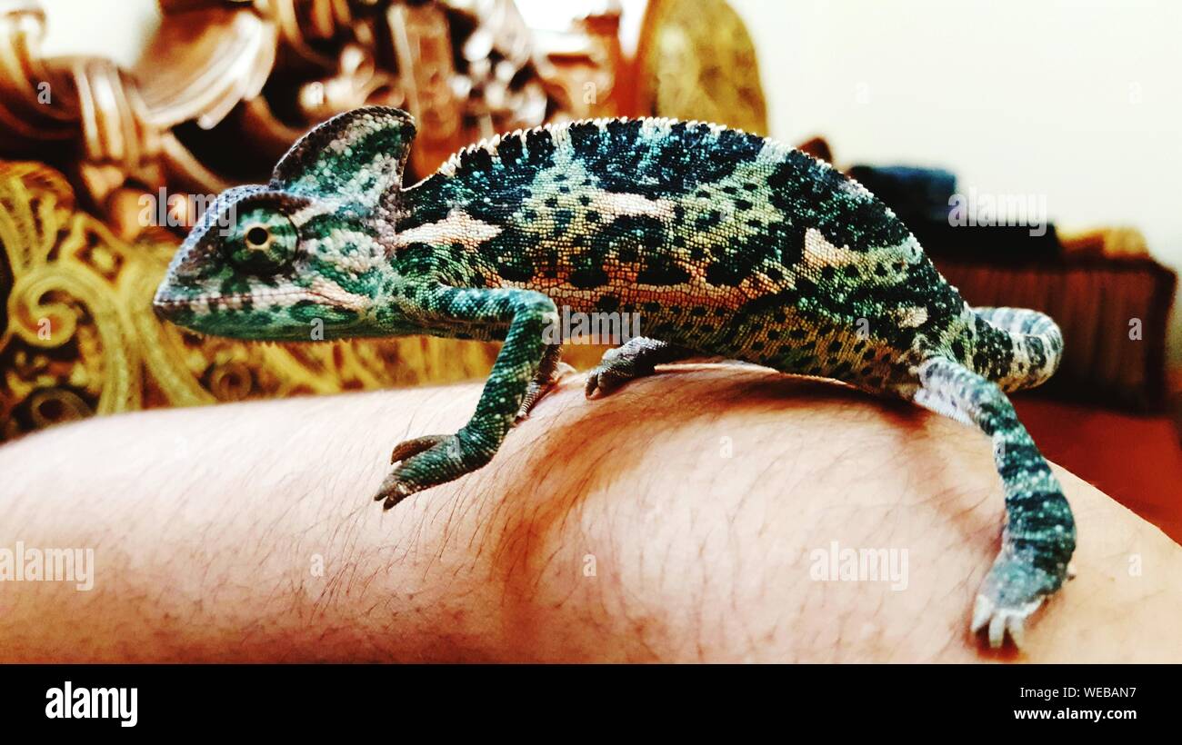 Chameleon on hand hi-res stock photography and images - Alamy