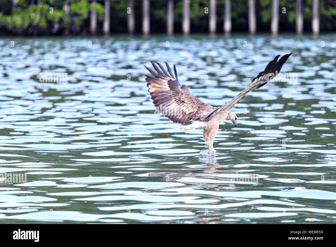 Sea hunting hi-res stock photography and images - Alamy