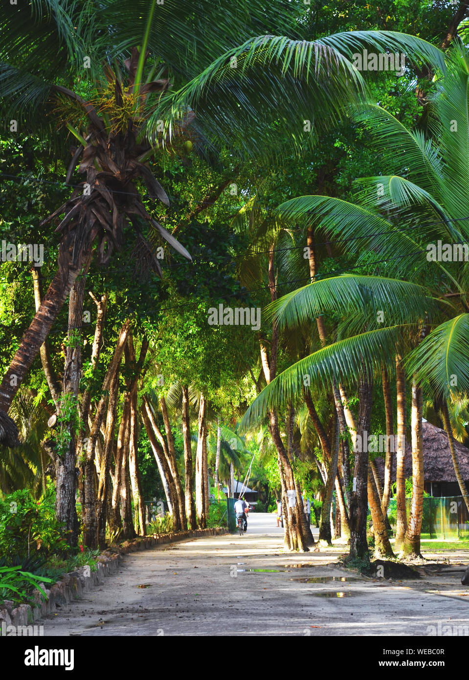La Digue, Seychelles: Road with Palm Trees and lush green vegetation ...