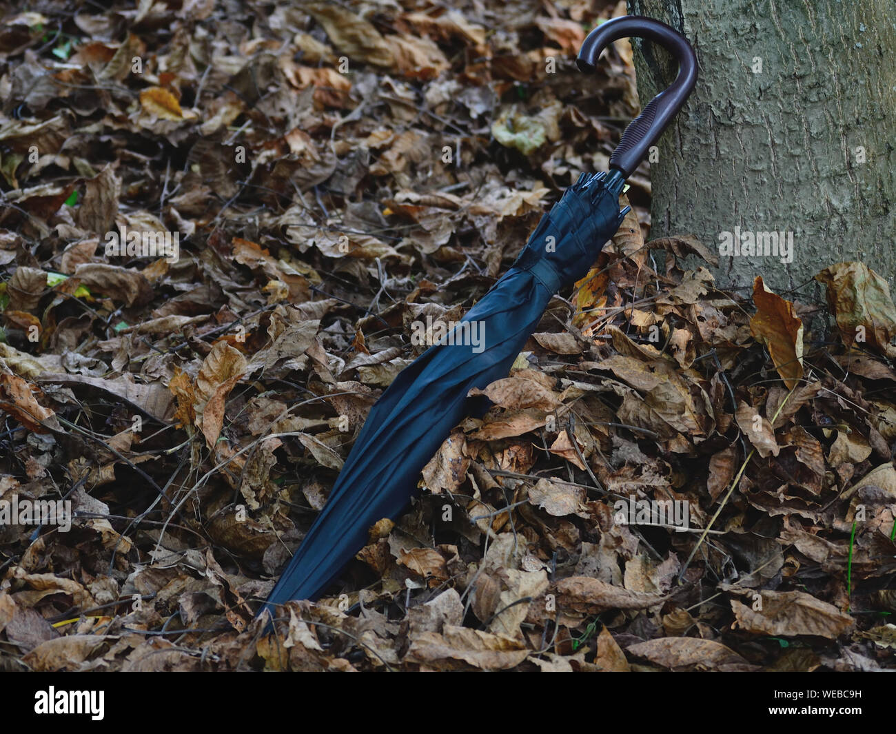 Black closed umbrella on fallen leaves leaning against a tree Stock ...