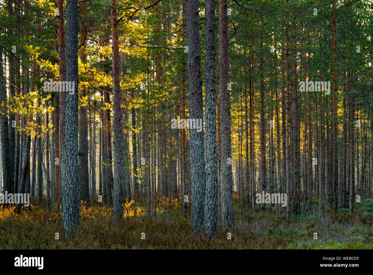 Through pine trees hi-res stock photography and images - Alamy