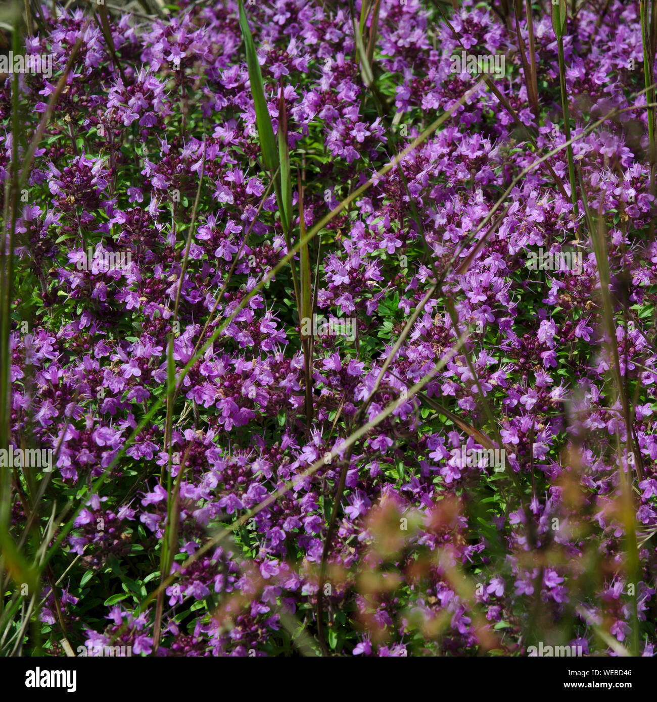Medicinal herbs: purple flowers of thyme grass under the rays of the ...