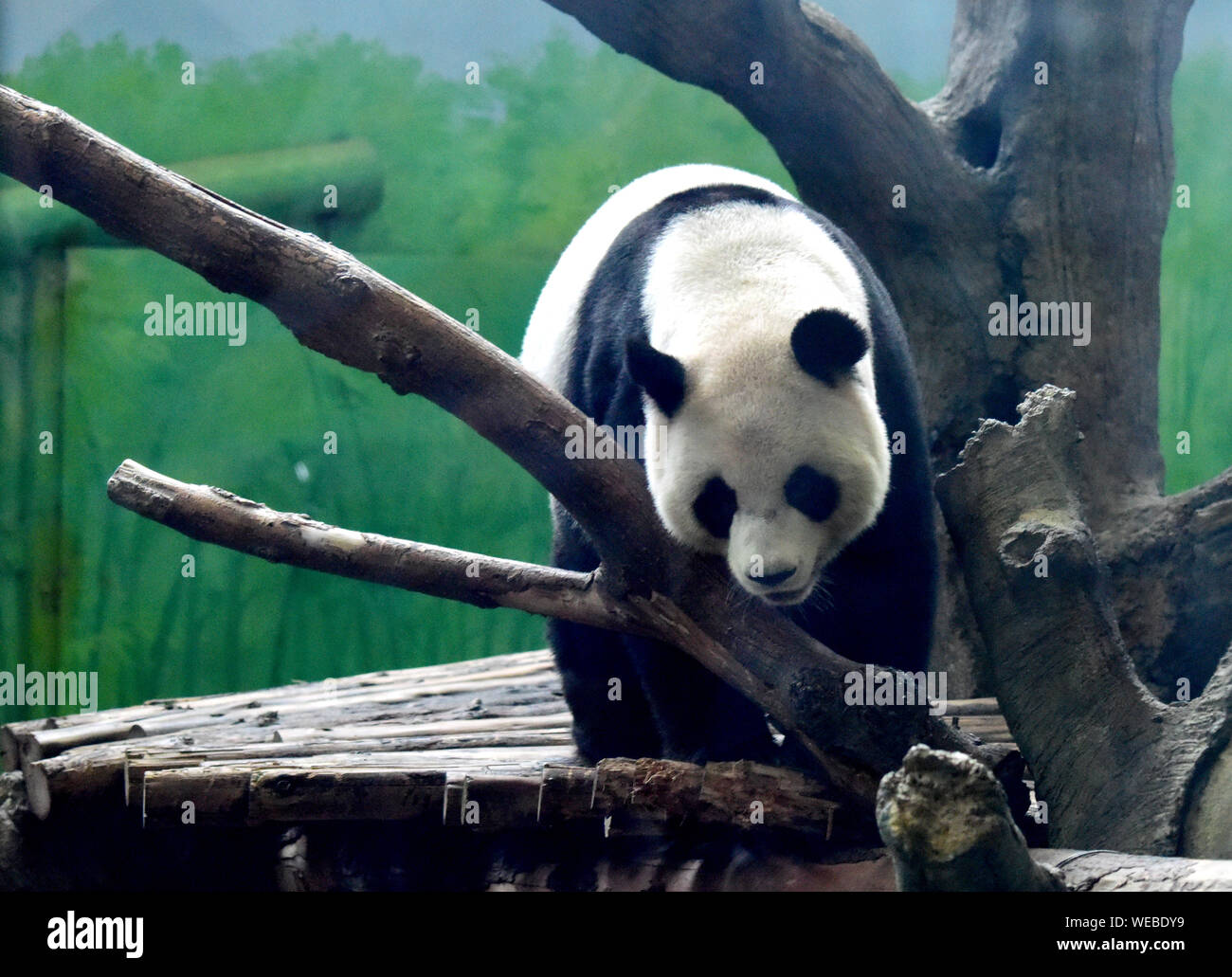 Taipei. 30th Aug, 2019. Photo taken on Aug. 30, 2019 shows giant panda ...
