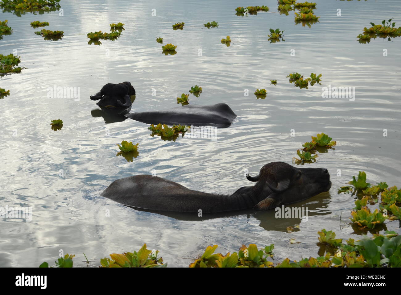 Buffalo Swimming High Resolution Stock Photography and Images - Alamy