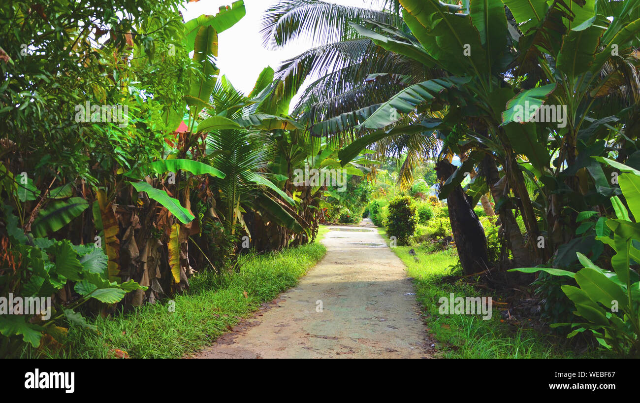 La Digue, Seychelles: Road with Palm Trees and lush green vegetation ...