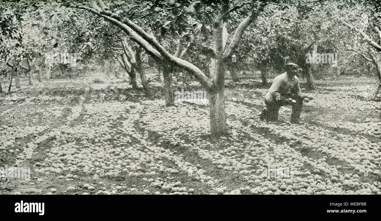 Apple orchard usa 1920s hi-res stock photography and images - Alamy