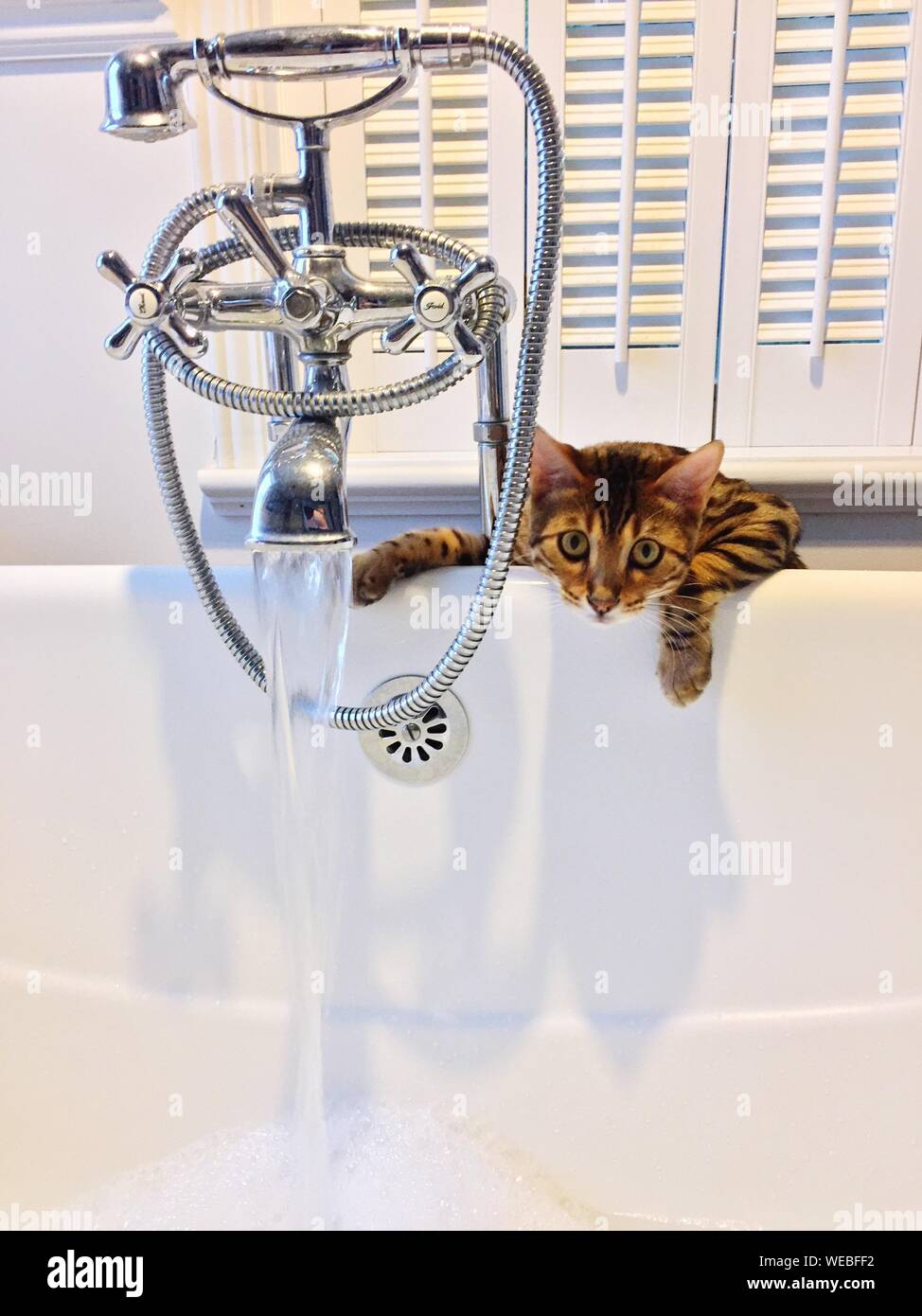 Faucet cat hi-res stock photography and images - Alamy