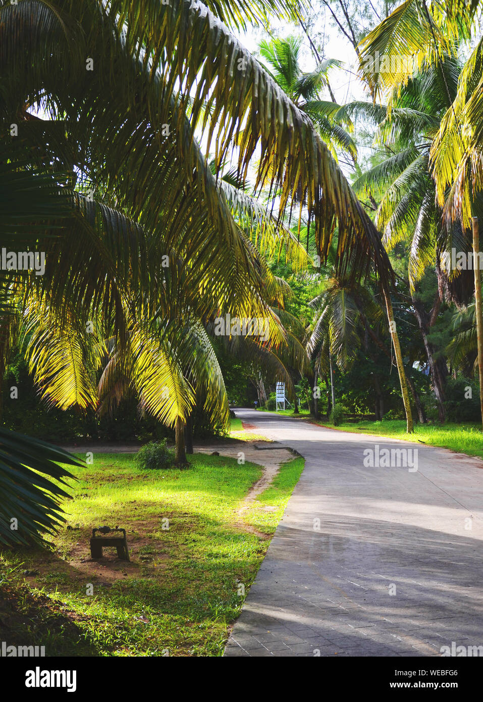 La Digue, Seychelles: Road with Palm Trees and lush green vegetation ...