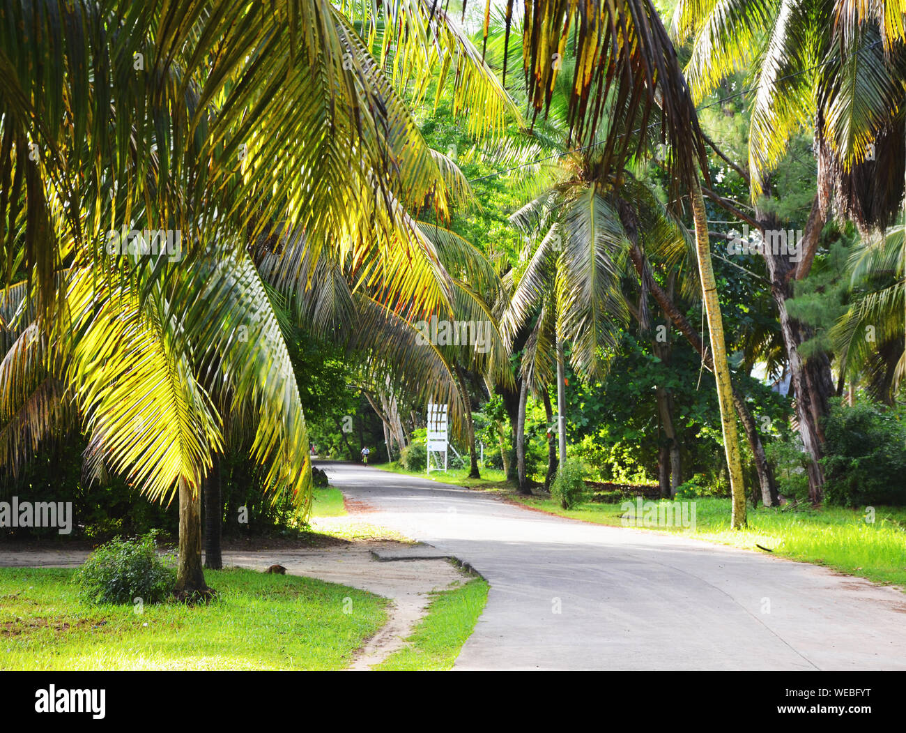 La Digue, Seychelles: Road with Palm Trees and lush green vegetation ...