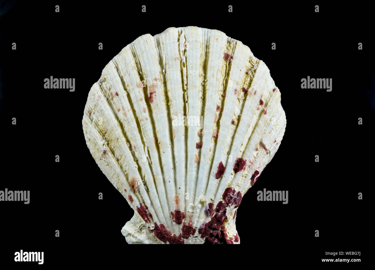 Clam shape hi-res stock photography and images - Alamy