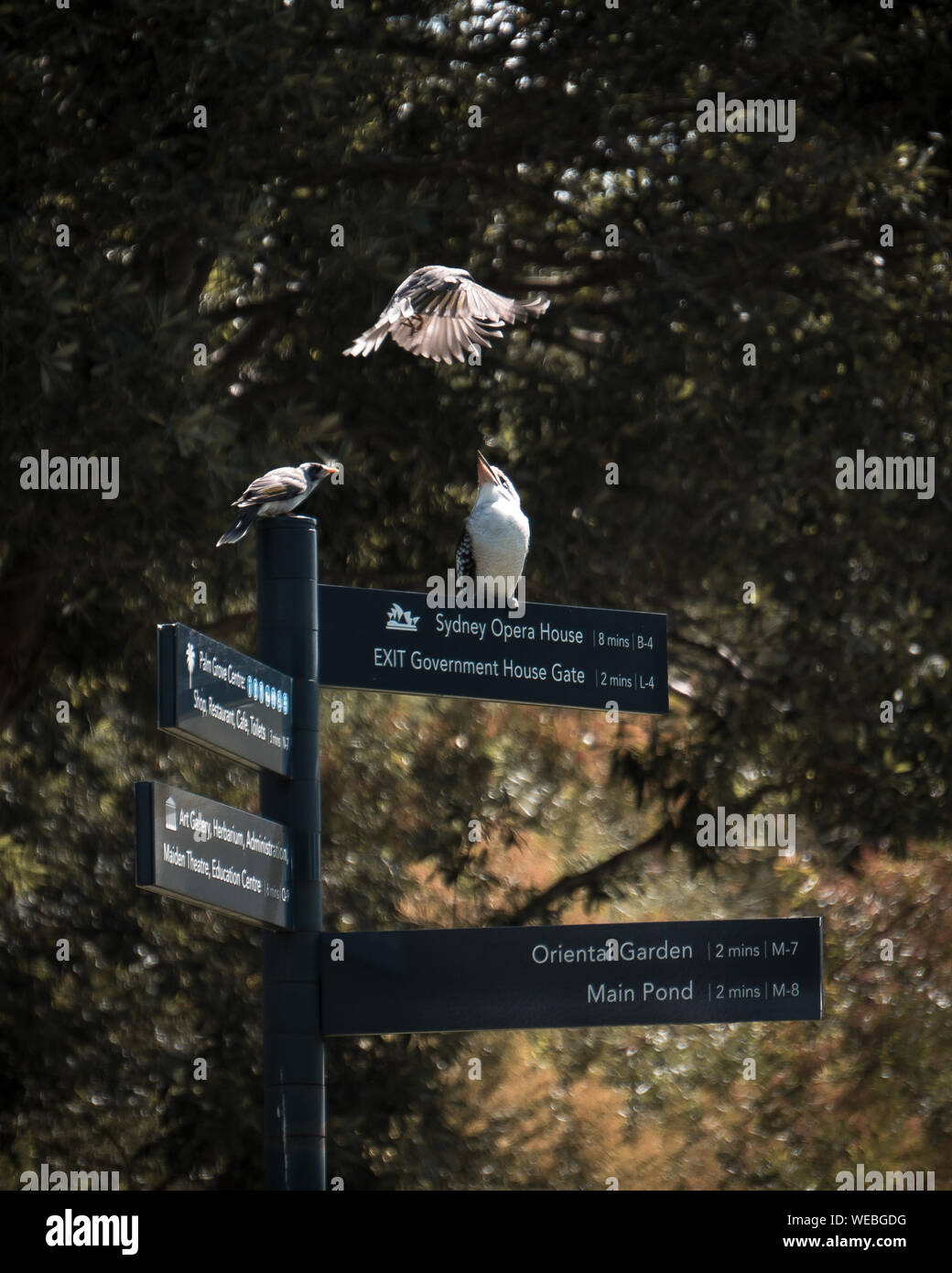 Royal birds hi-res stock photography and images - Alamy