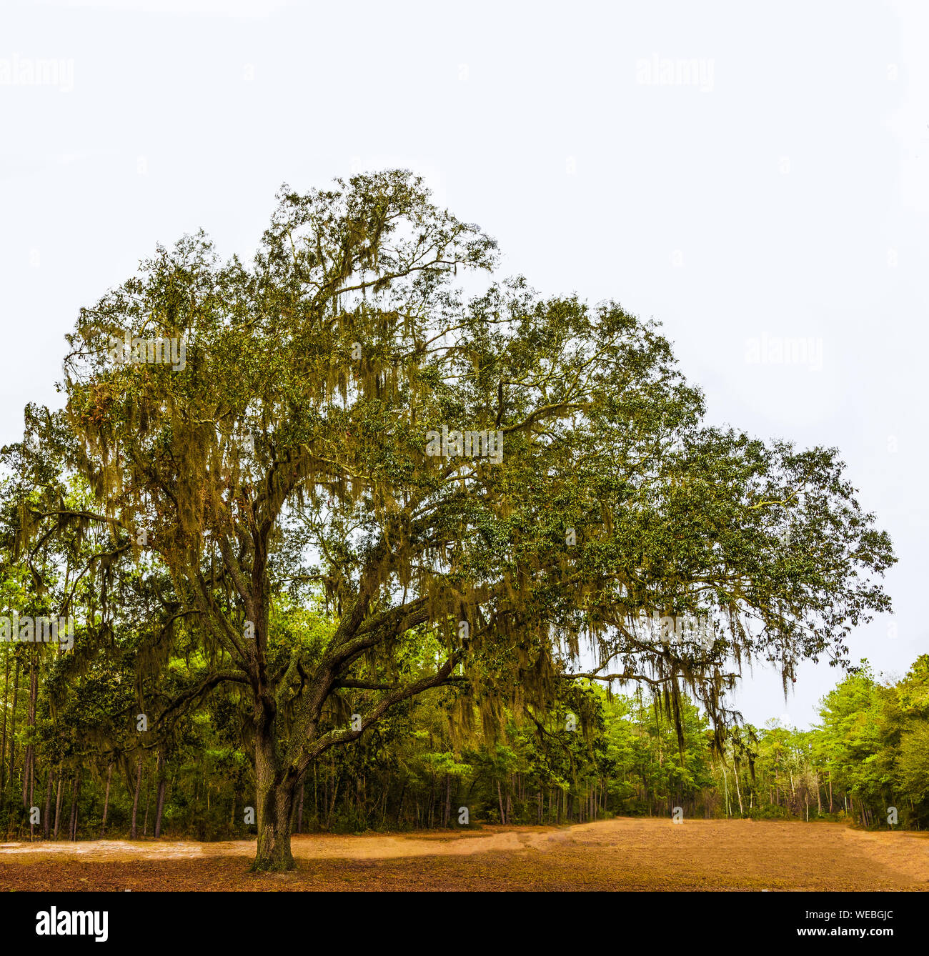 A single live oak tree, with spanish moss, in open field with wooded ...