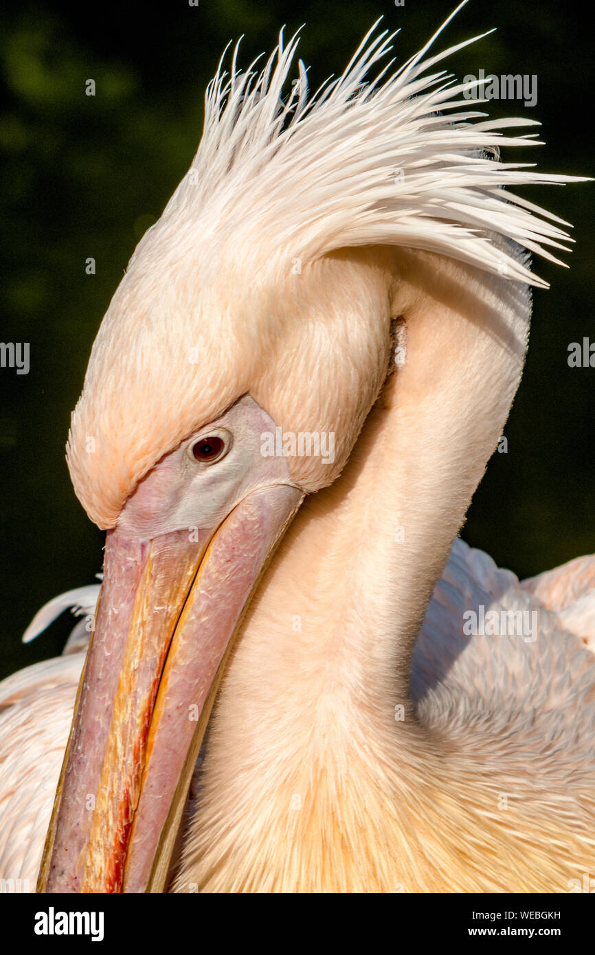 Pelican symbol hi-res stock photography and images - Alamy