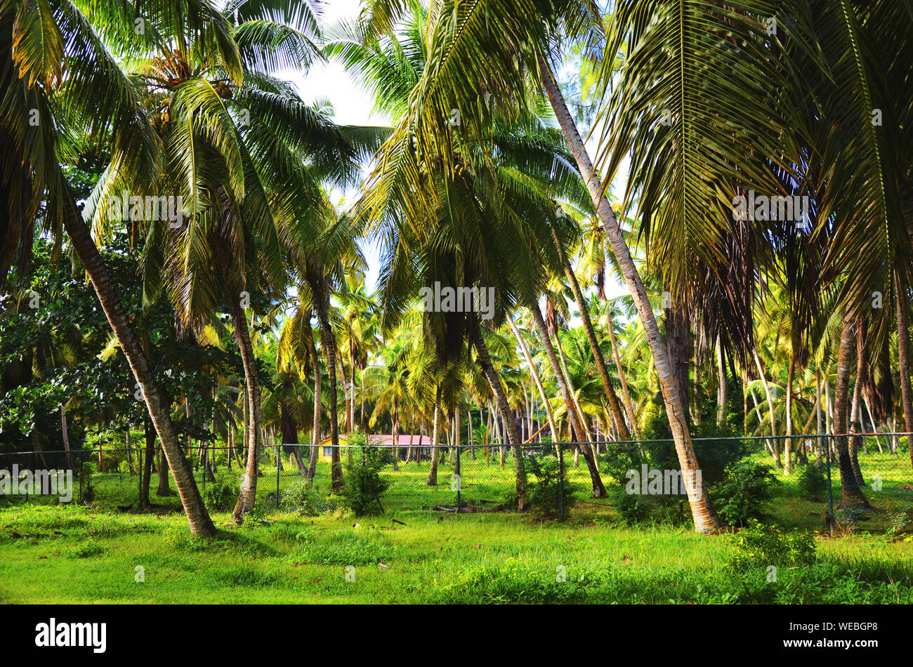 La Digue, Seychelles: Road with Palm Trees and lush green vegetation ...
