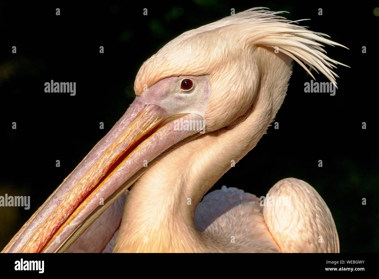 Close up pelican face eye beak hi-res stock photography and images - Alamy