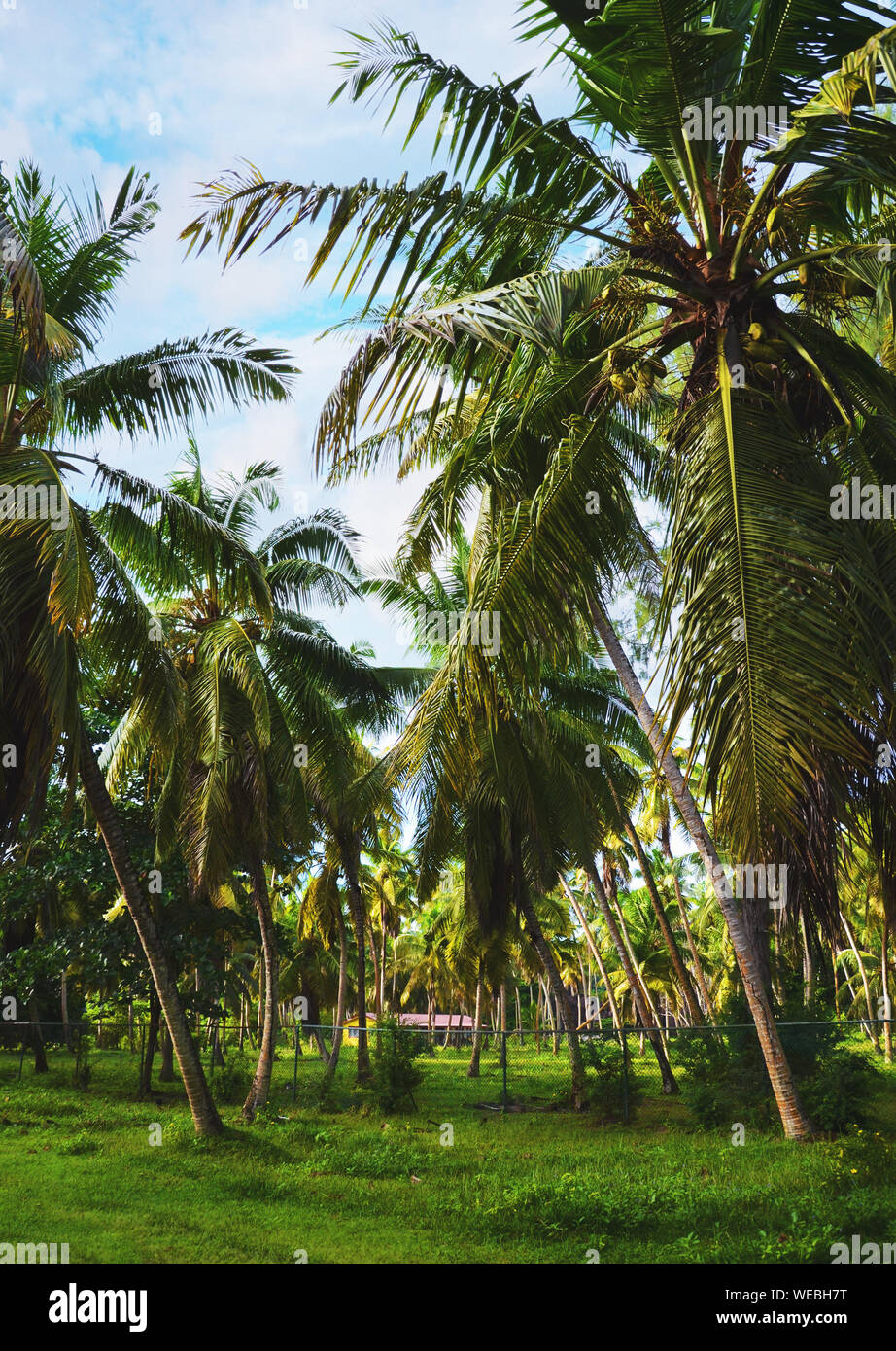 La Digue, Seychelles: Road with Palm Trees and lush green vegetation ...