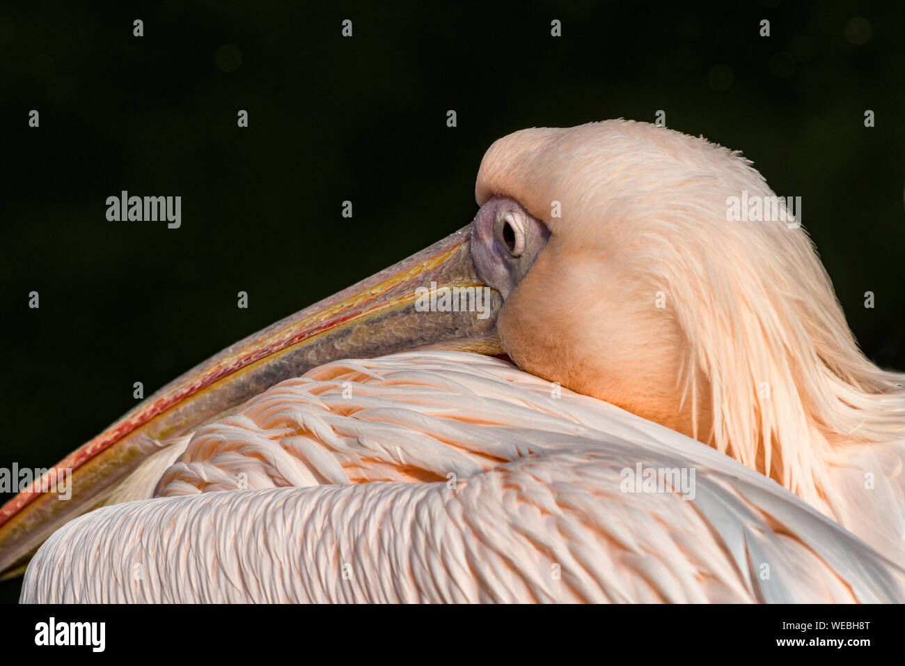 Pelican statue hi-res stock photography and images - Alamy