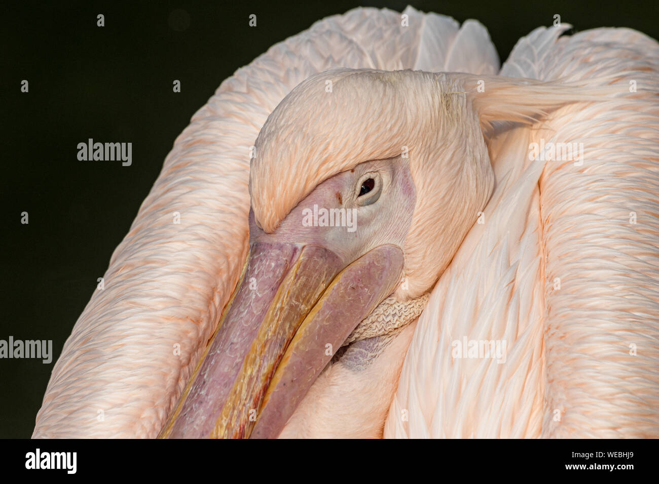 Close up head pelican in hi-res stock photography and images - Alamy
