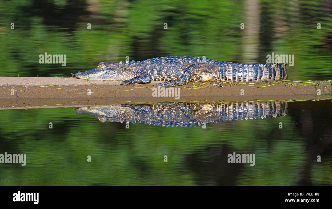 Gator hi-res stock photography and images - Alamy
