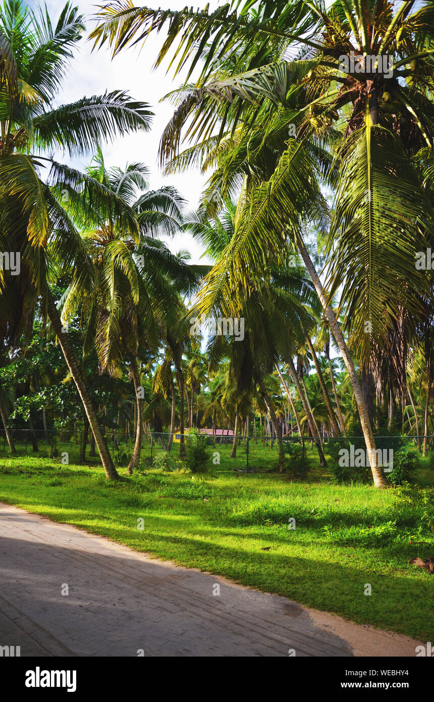 La Digue, Seychelles: Road with Palm Trees and lush green vegetation ...