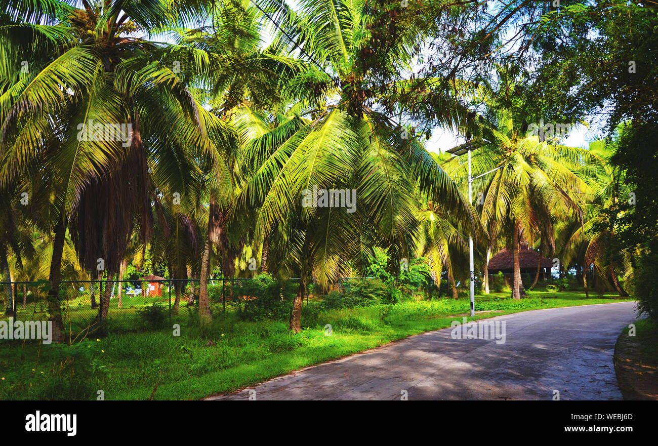 La Digue, Seychelles: Road with Palm Trees and lush green vegetation ...