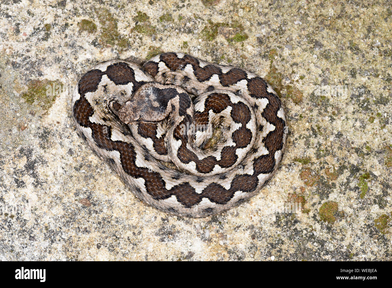 Nose Horned Viper Vipera Ammodytes Stock Photos & Nose Horned Viper ...
