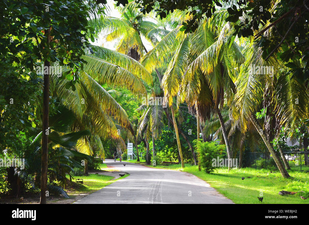 La Digue, Seychelles: Road with Palm Trees and lush green vegetation ...