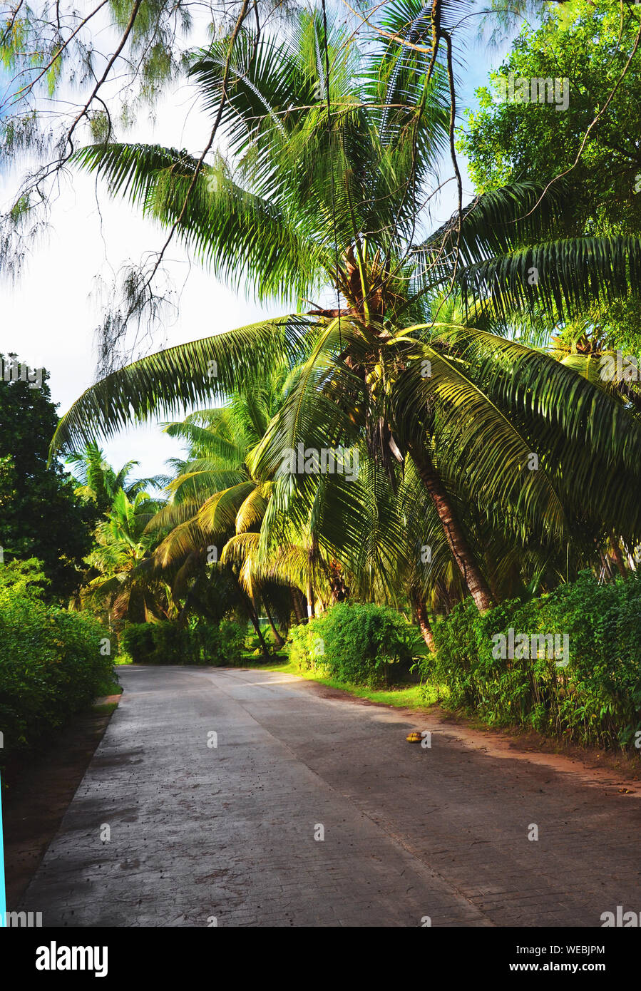 La Digue, Seychelles: Road with Palm Trees and lush green vegetation ...