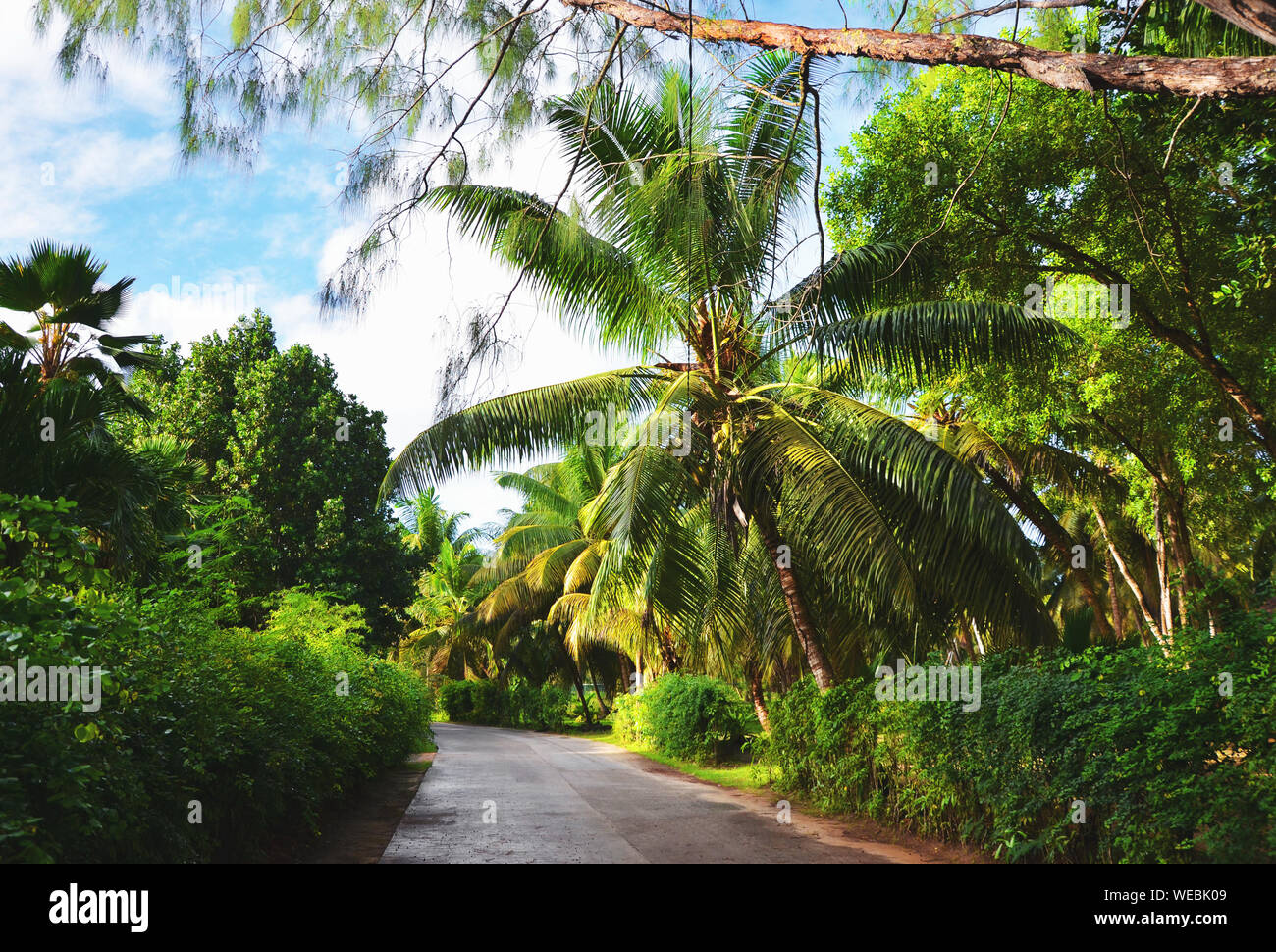 La Digue, Seychelles: Road with Palm Trees and lush green vegetation ...