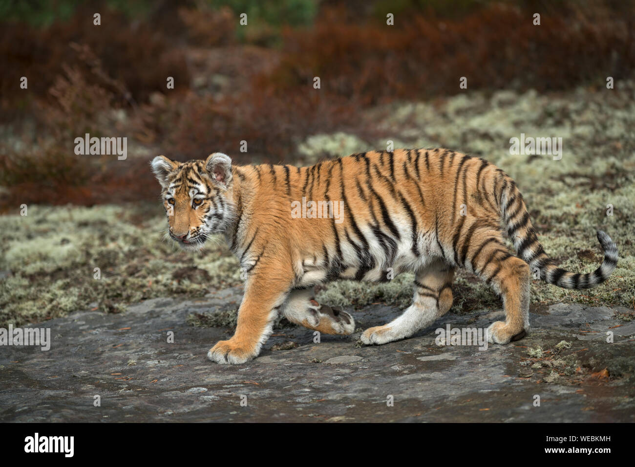Land of the tigers hi-res stock photography and images - Alamy