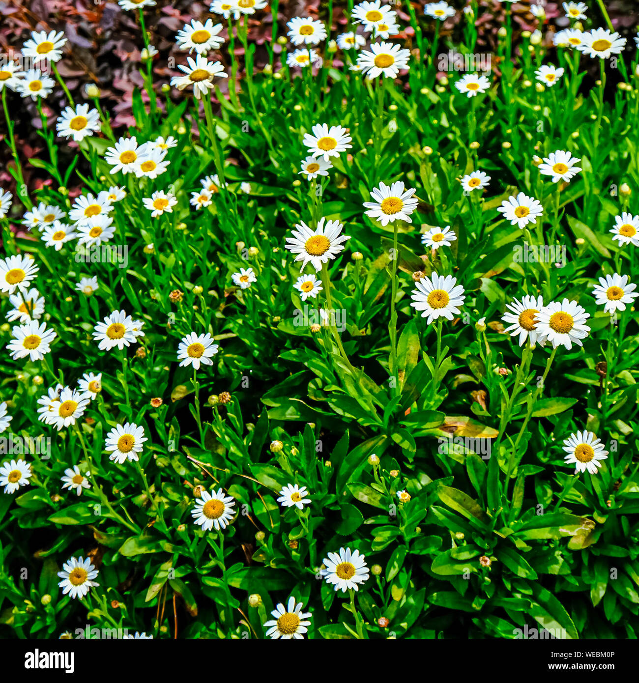 Daisy wildflowers hi-res stock photography and images - Alamy