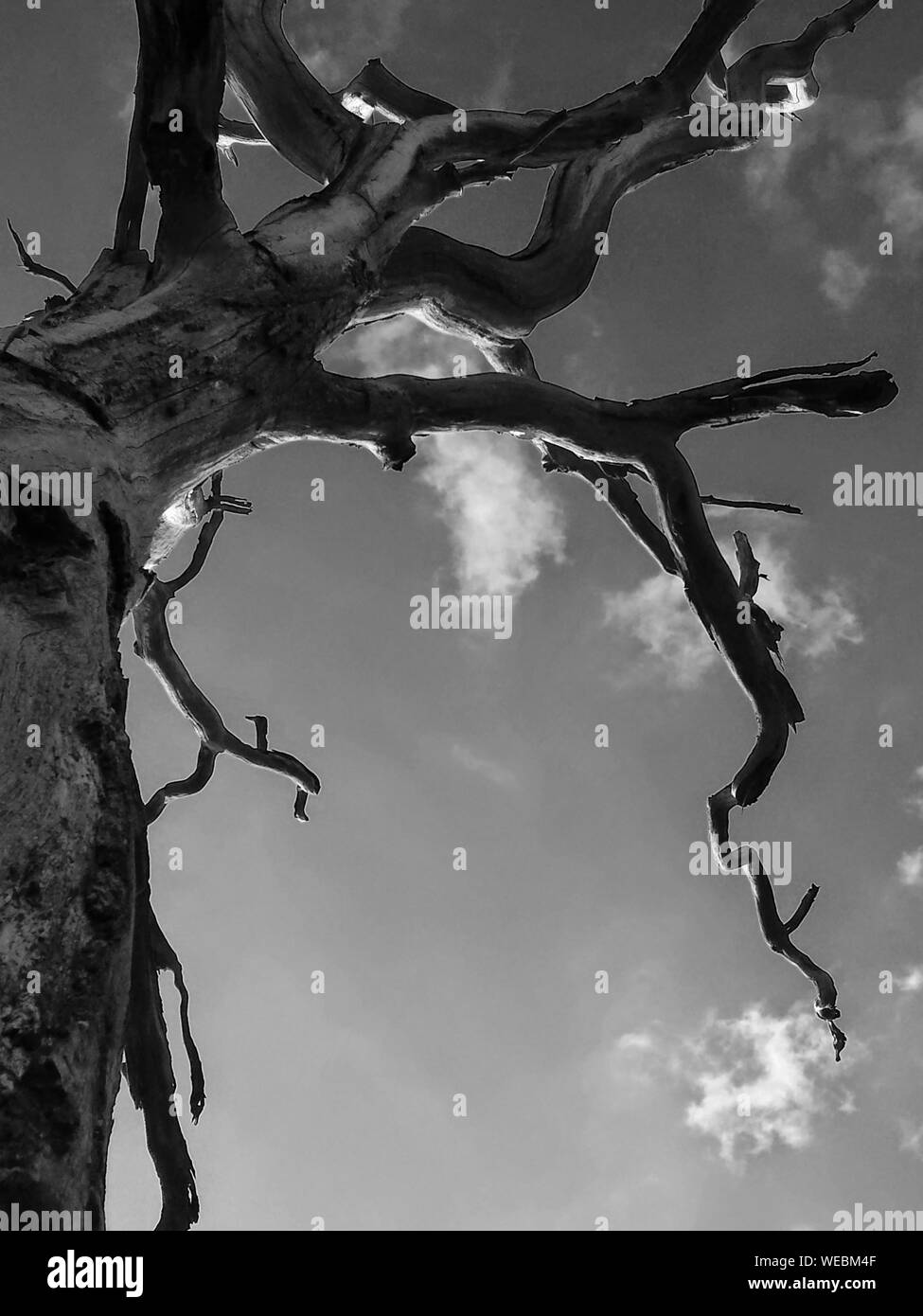 Lone dead tree Black and White Stock Photos & Images - Alamy
