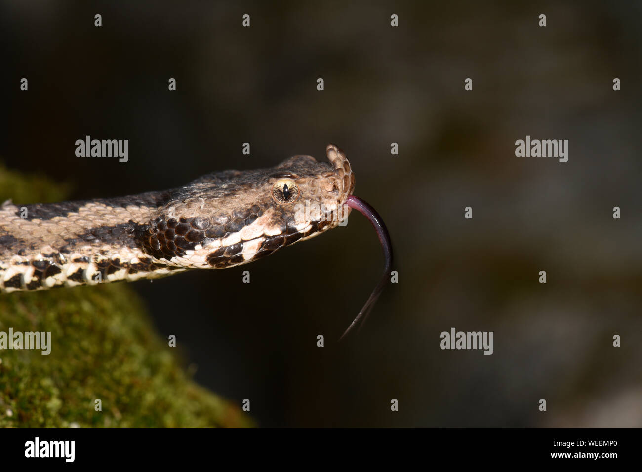 Nose Horned Viper Vipera Ammodytes High Resolution Stock Photography ...