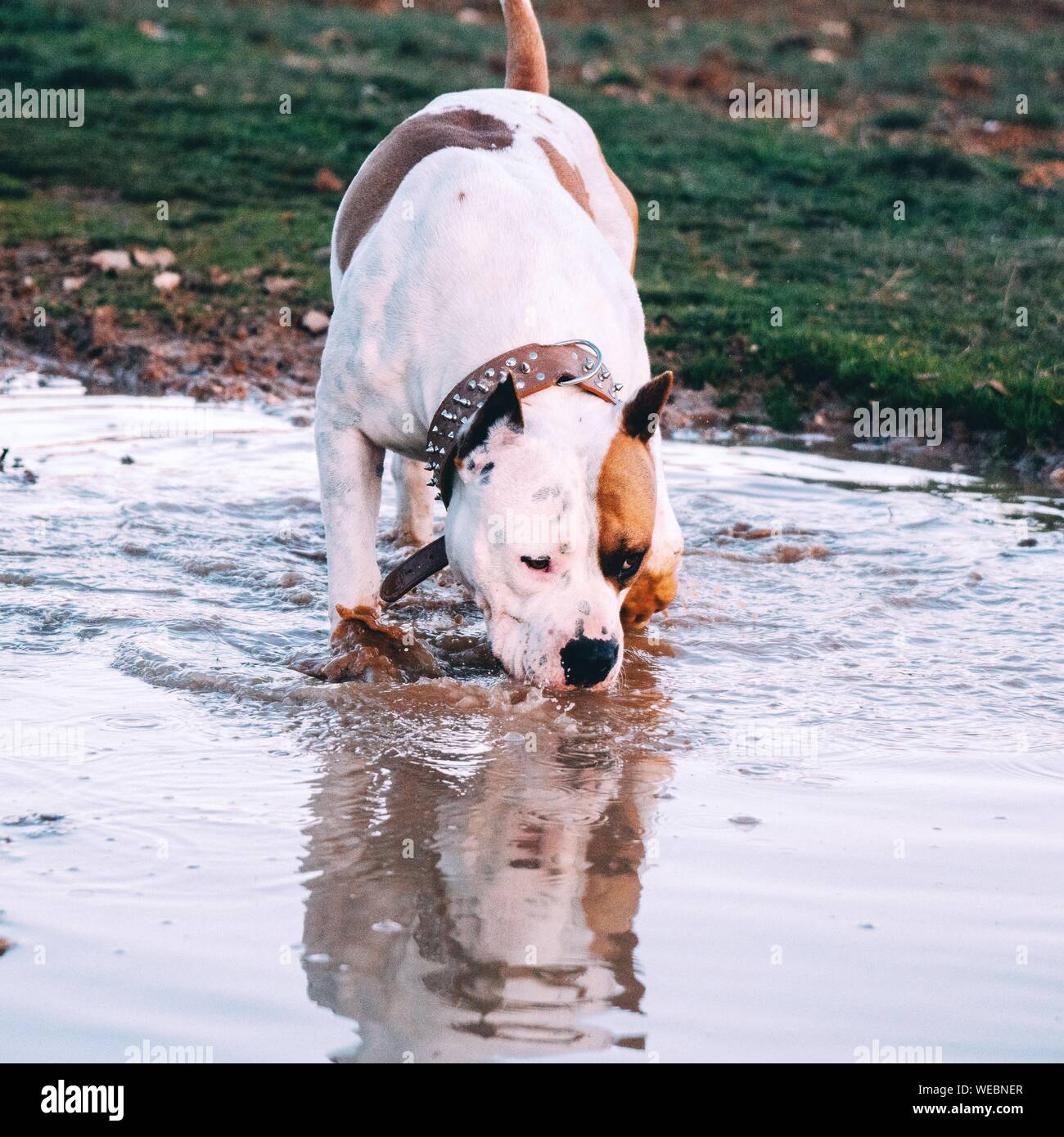 How Much Water Should A Pitbull Puppy Drink