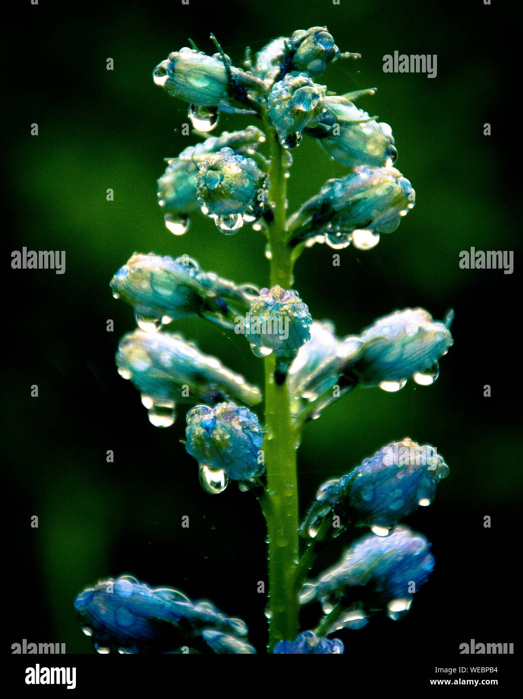 Season buds hi-res stock photography and images - Alamy