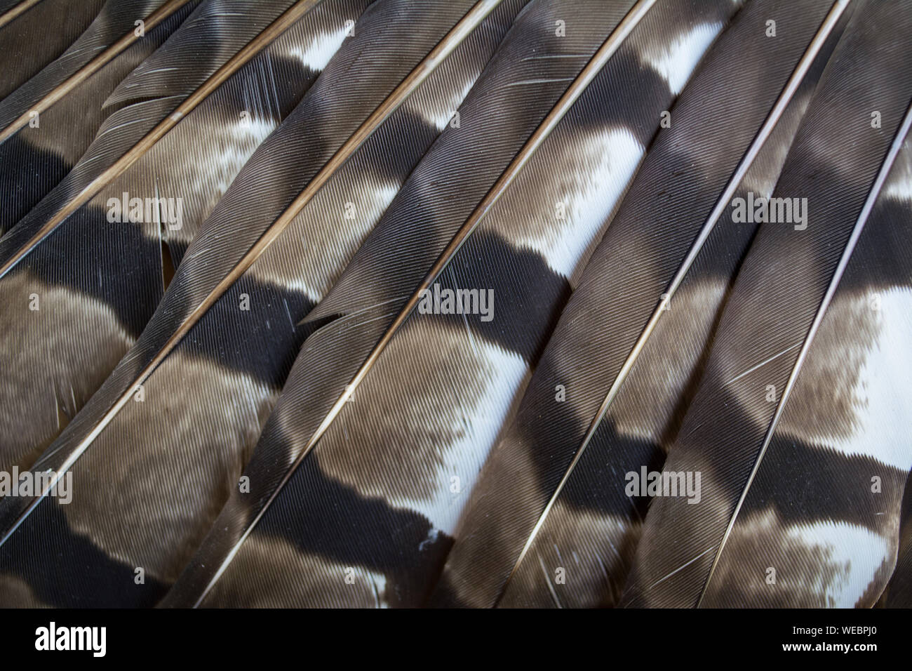 Group of feathers hi-res stock photography and images - Alamy