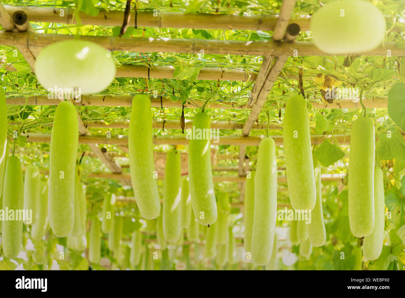 Hanging gourds hi-res stock photography and images - Alamy