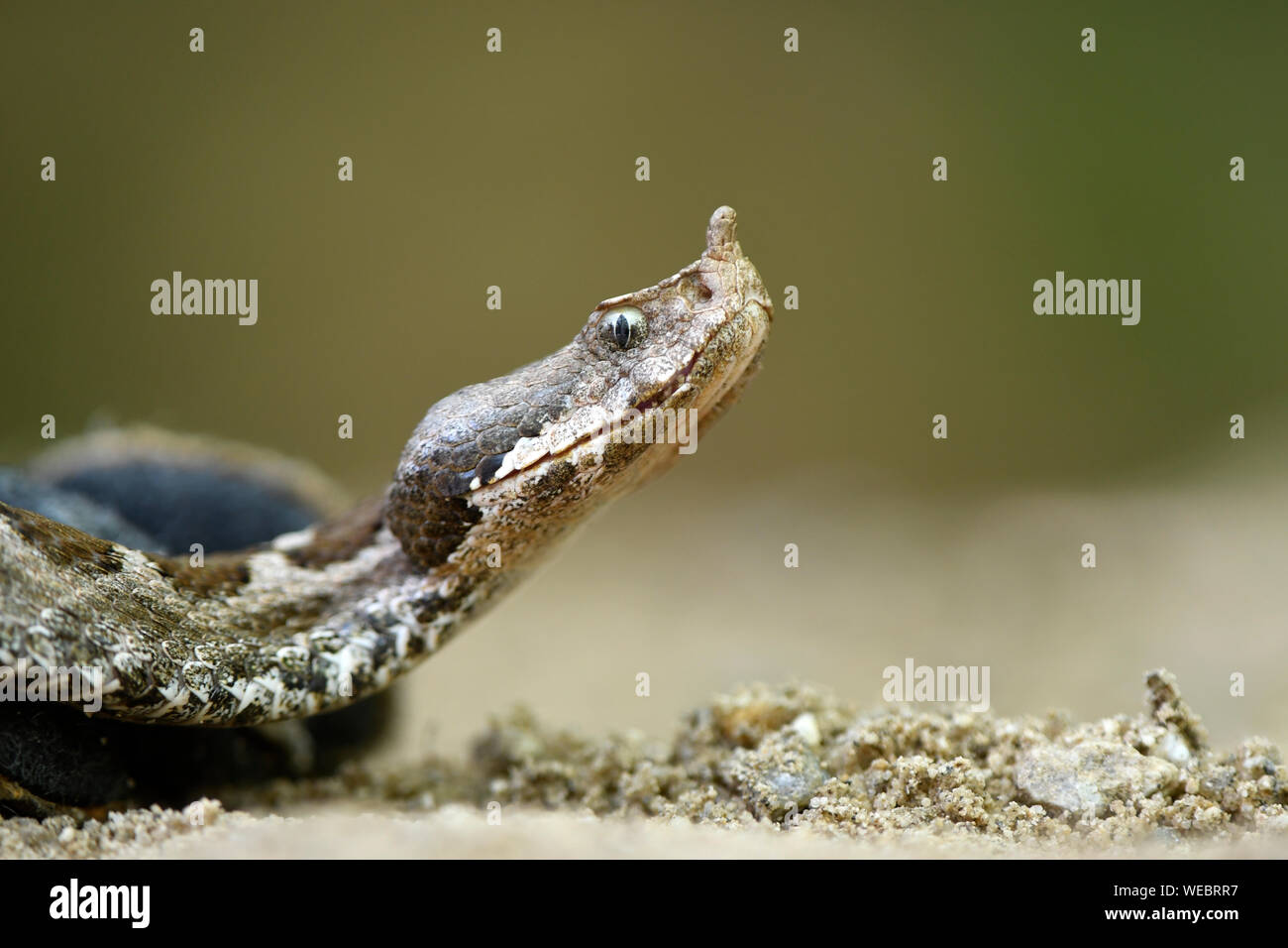 Horned Viper (Vipera ammodytes) close-up of head, Bulgaria, April Stock ...