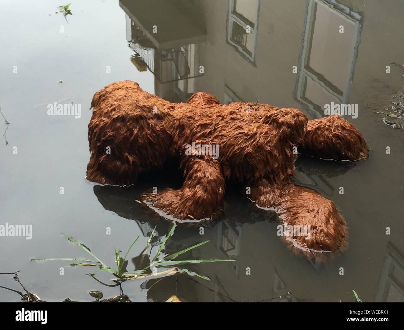 Wet teddy bear hi-res stock photography and images - Alamy