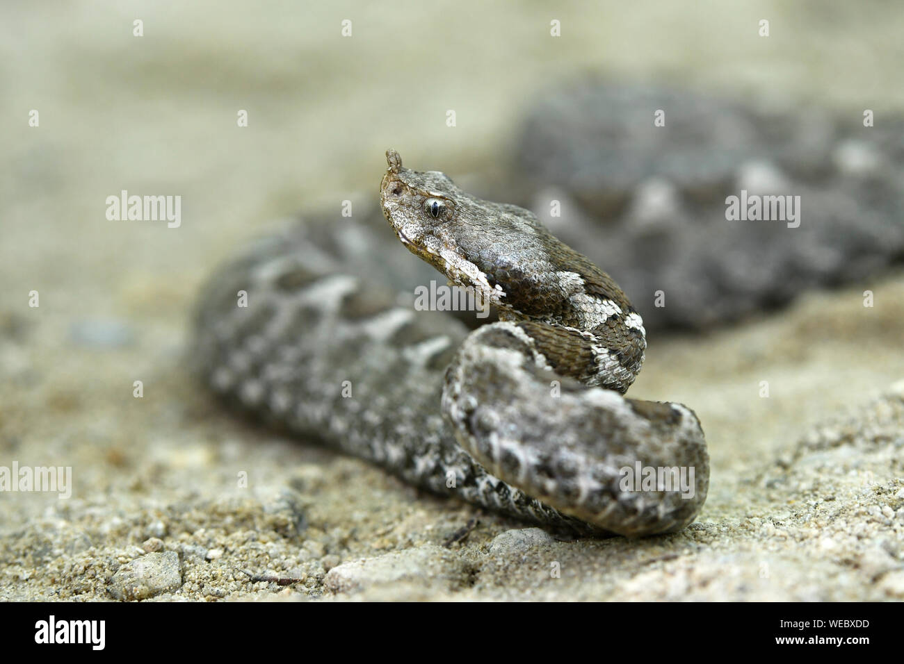 Horned Viper Striking