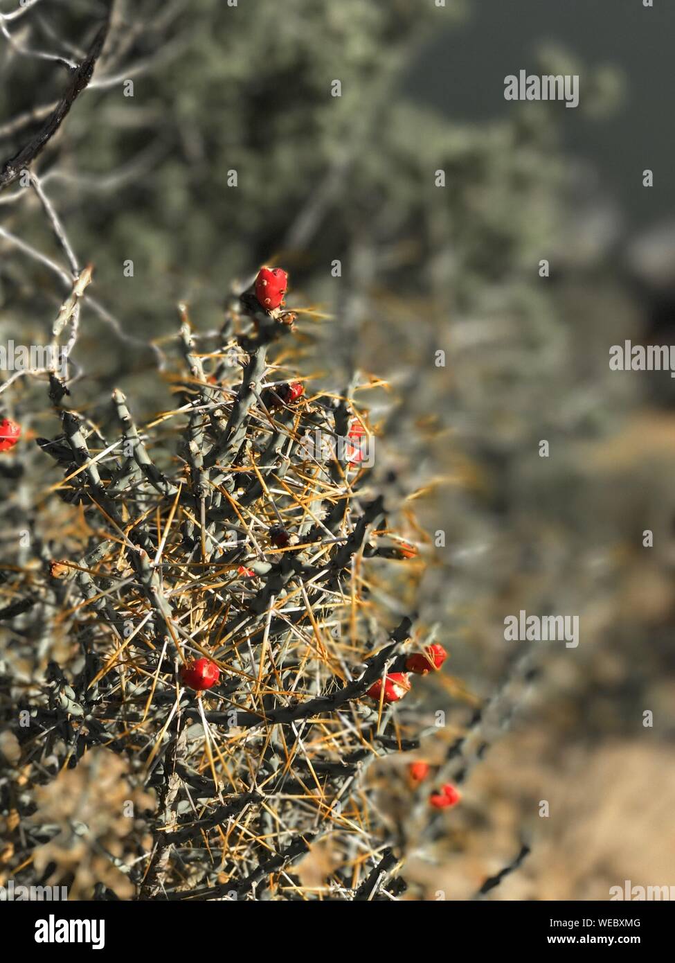 Plants thorns hi-res stock photography and images - Alamy